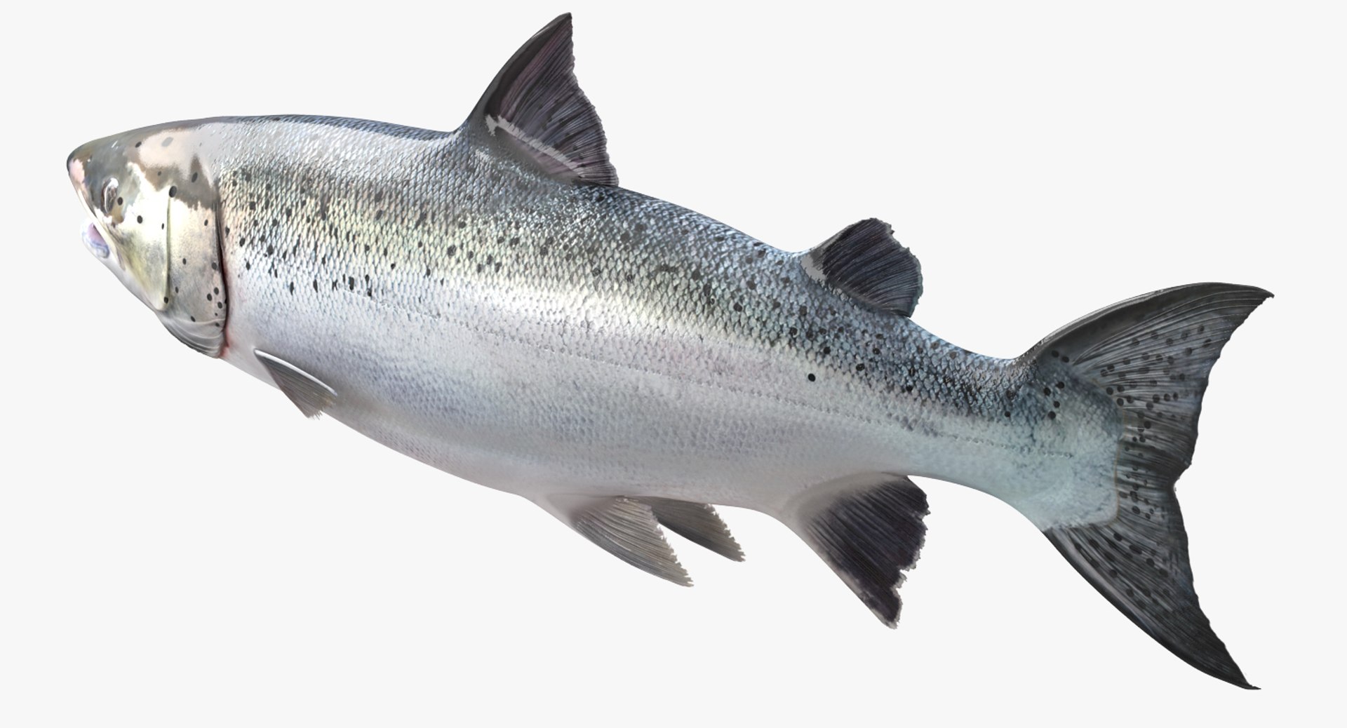 3d Model Atlantic Salmon Fish