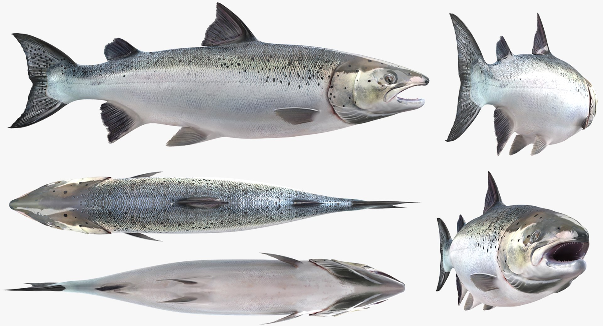 3d model atlantic salmon fish
