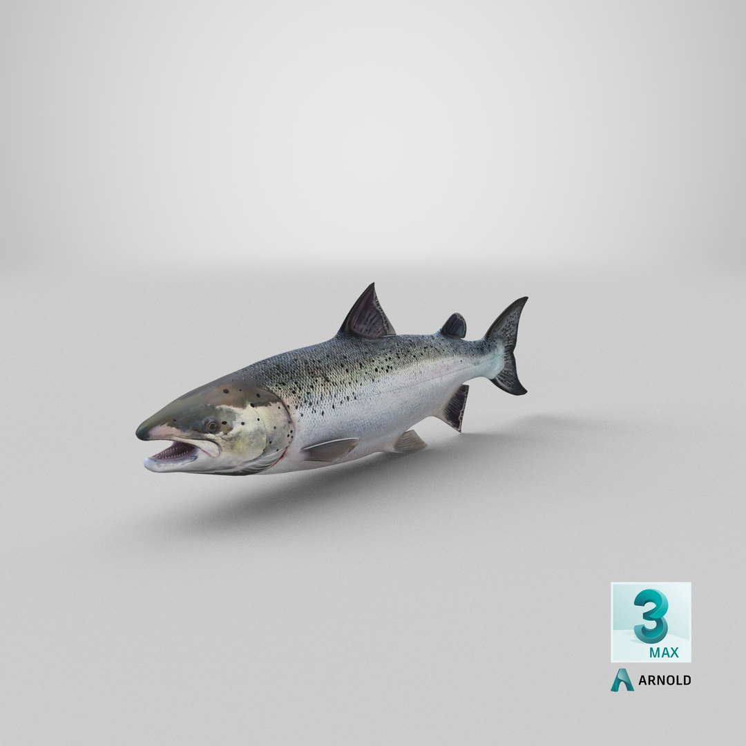 3d model atlantic salmon fish