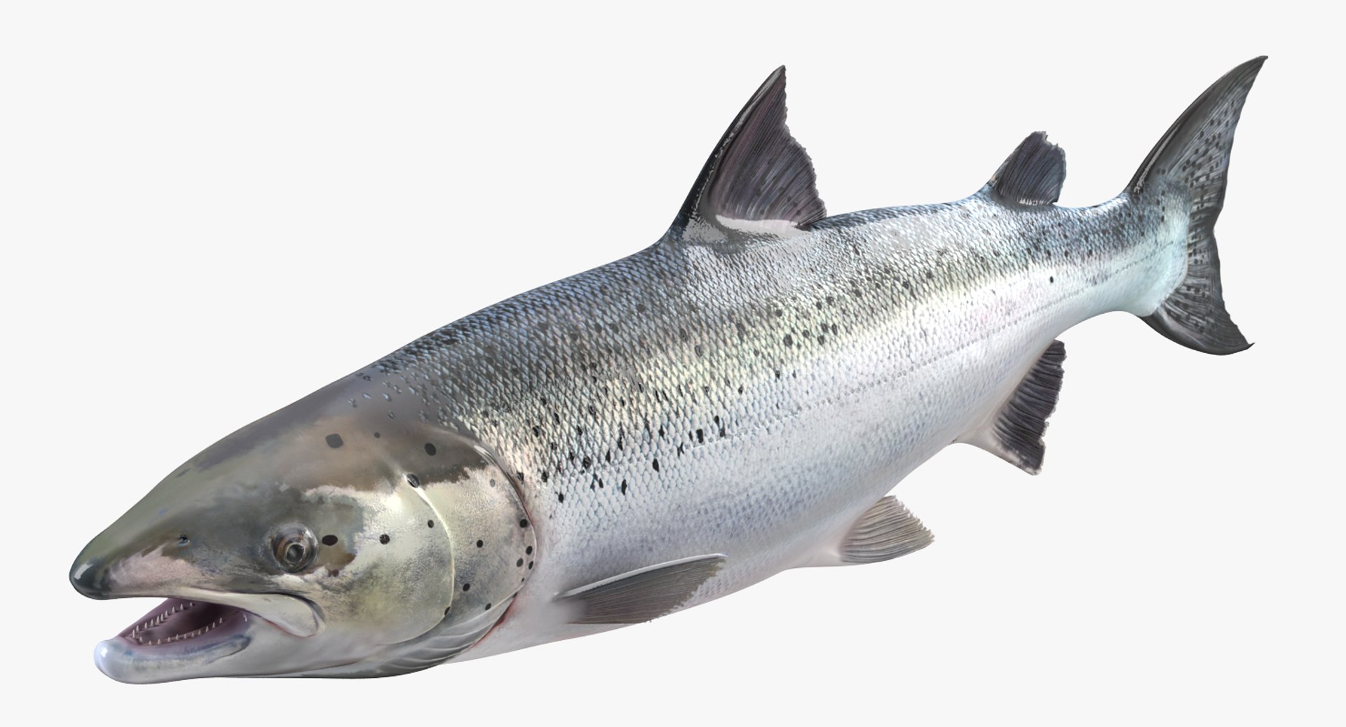 3d Model Atlantic Salmon Fish