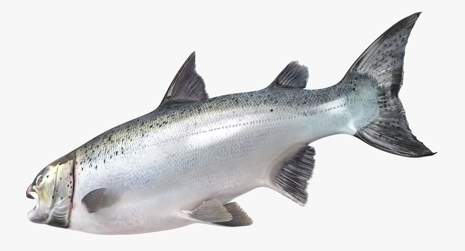 3d Model Atlantic Salmon Fish