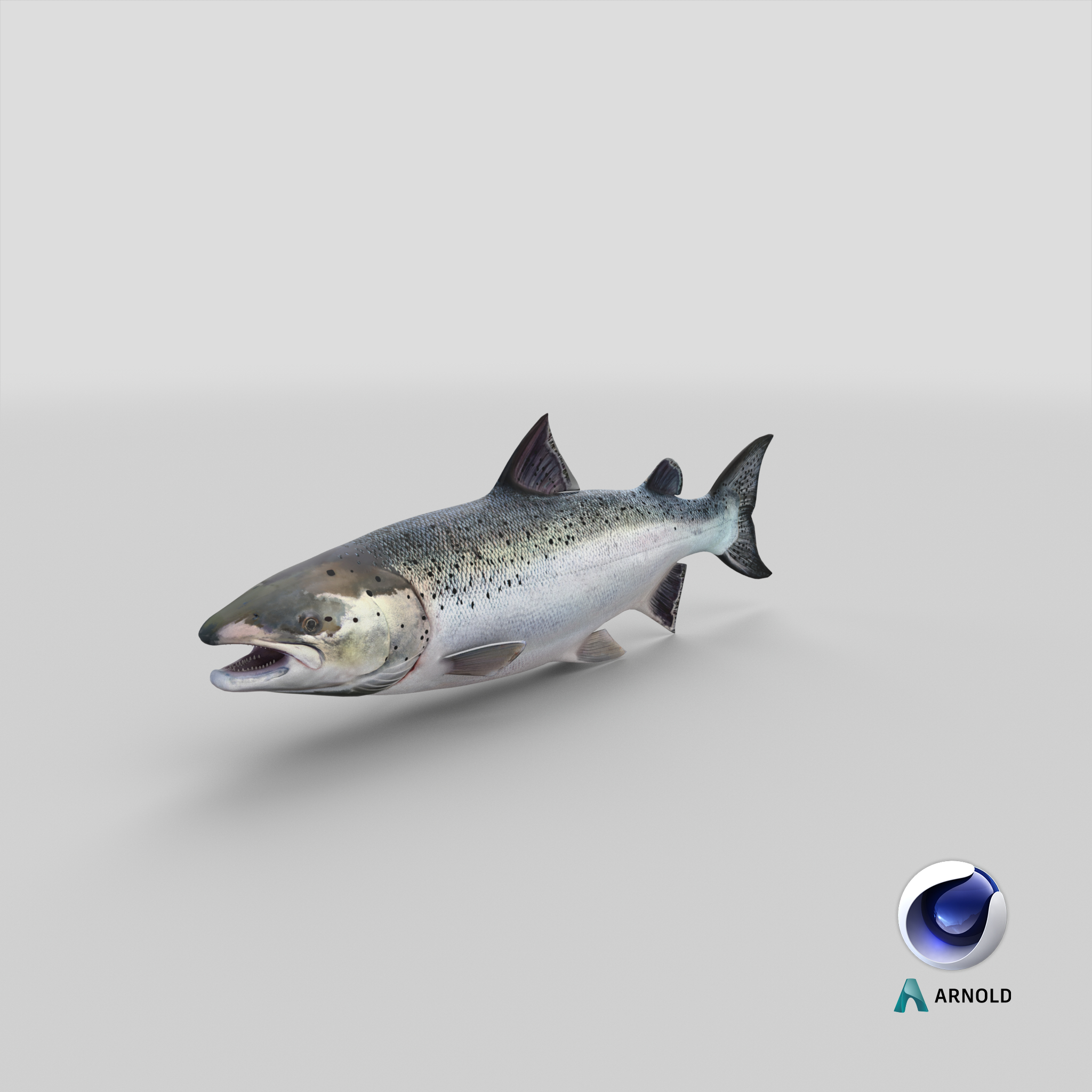 3d model atlantic salmon fish