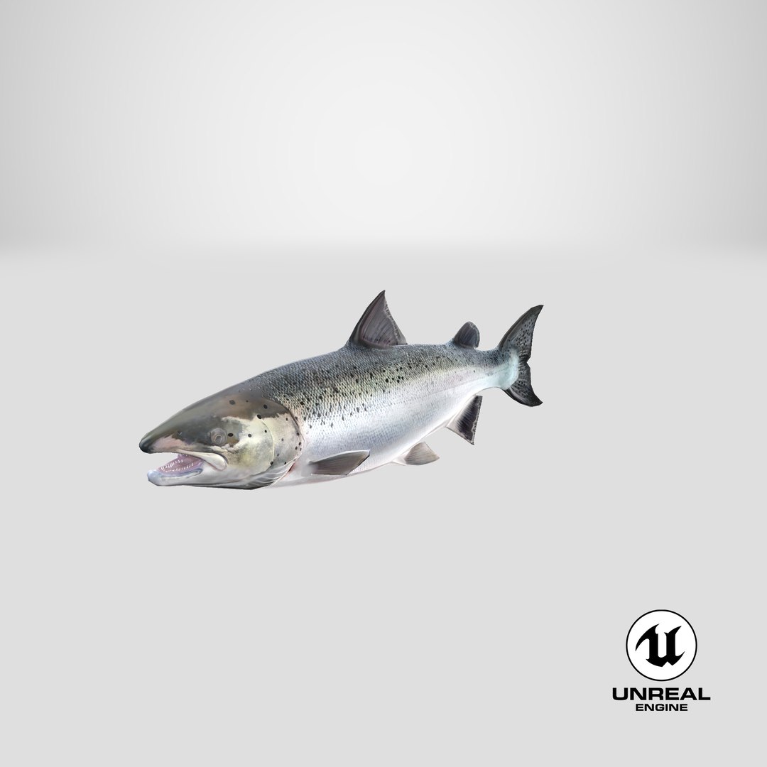 3d model atlantic salmon fish