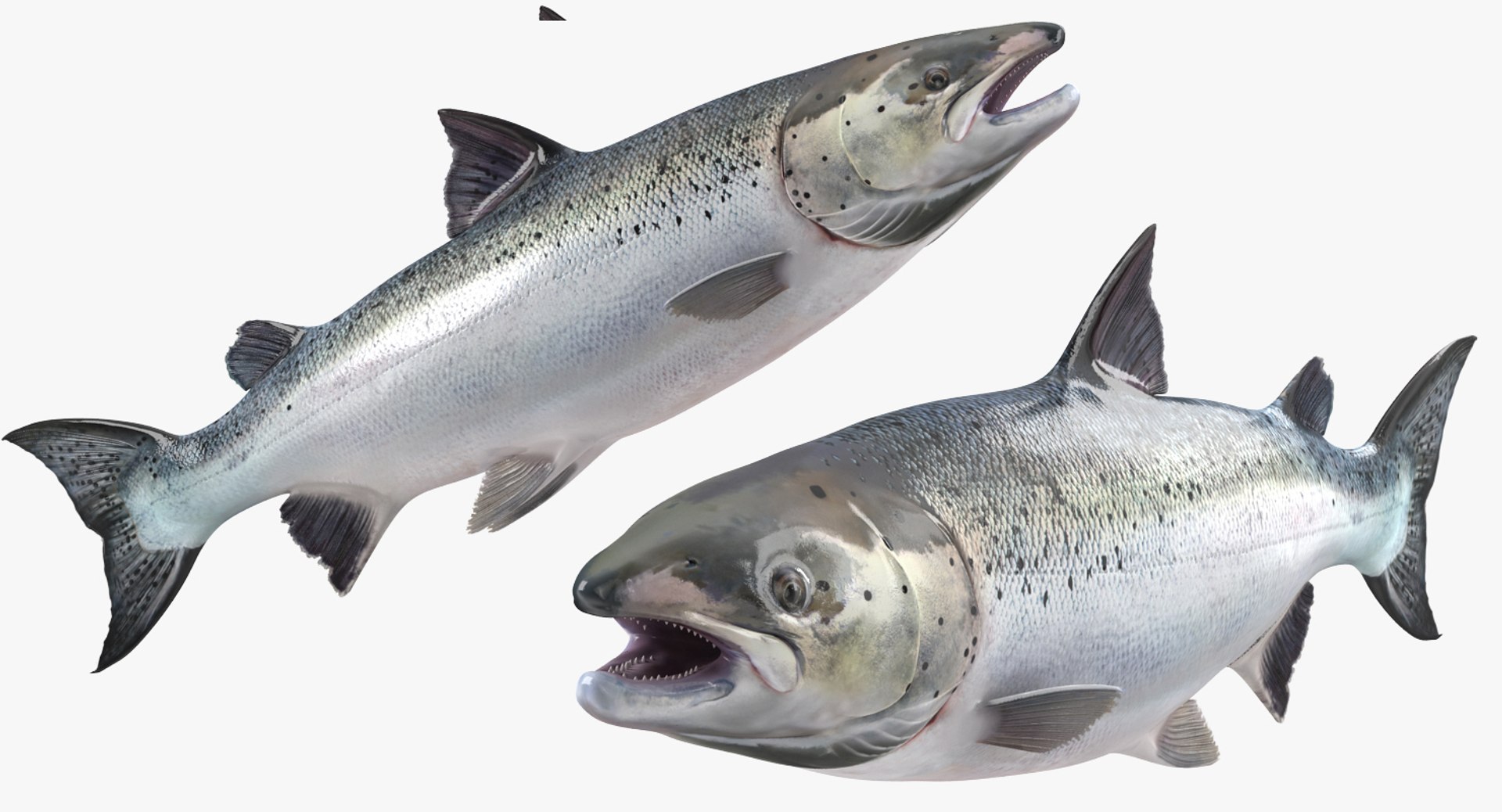 3d model atlantic salmon fish