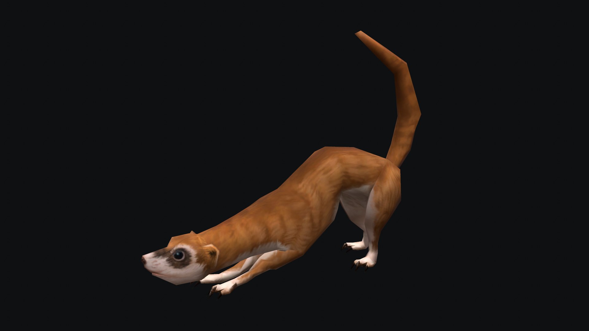Weasel Ferret 3D Model - TurboSquid 2175968