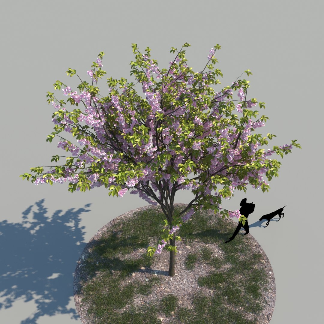 Cherry Tree 3d Model