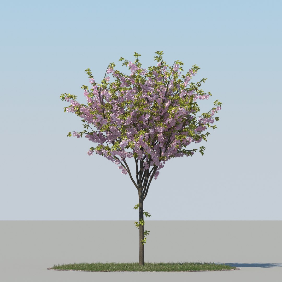 Cherry Tree 3d Model