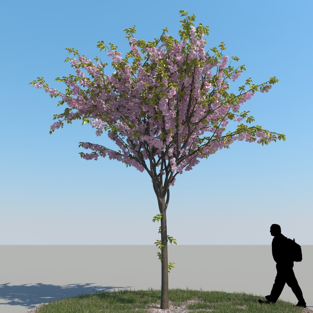 Cherry Tree 3d Model