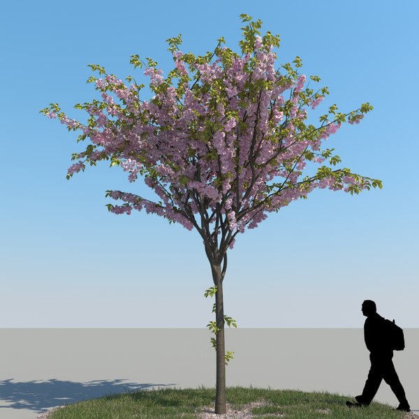 realistic cherry tree max