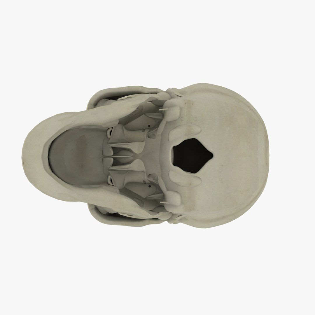 3d human skull model