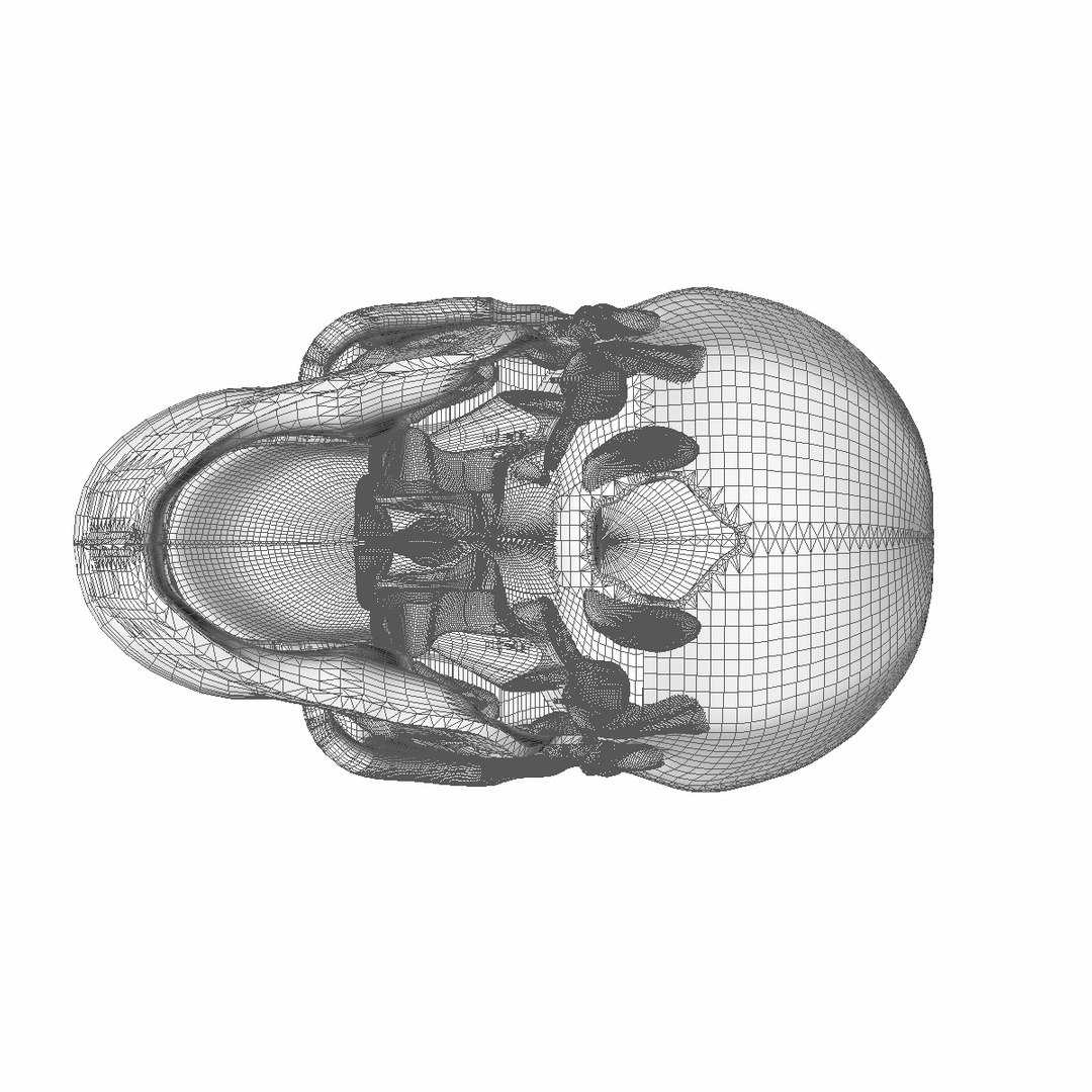 3d human skull model
