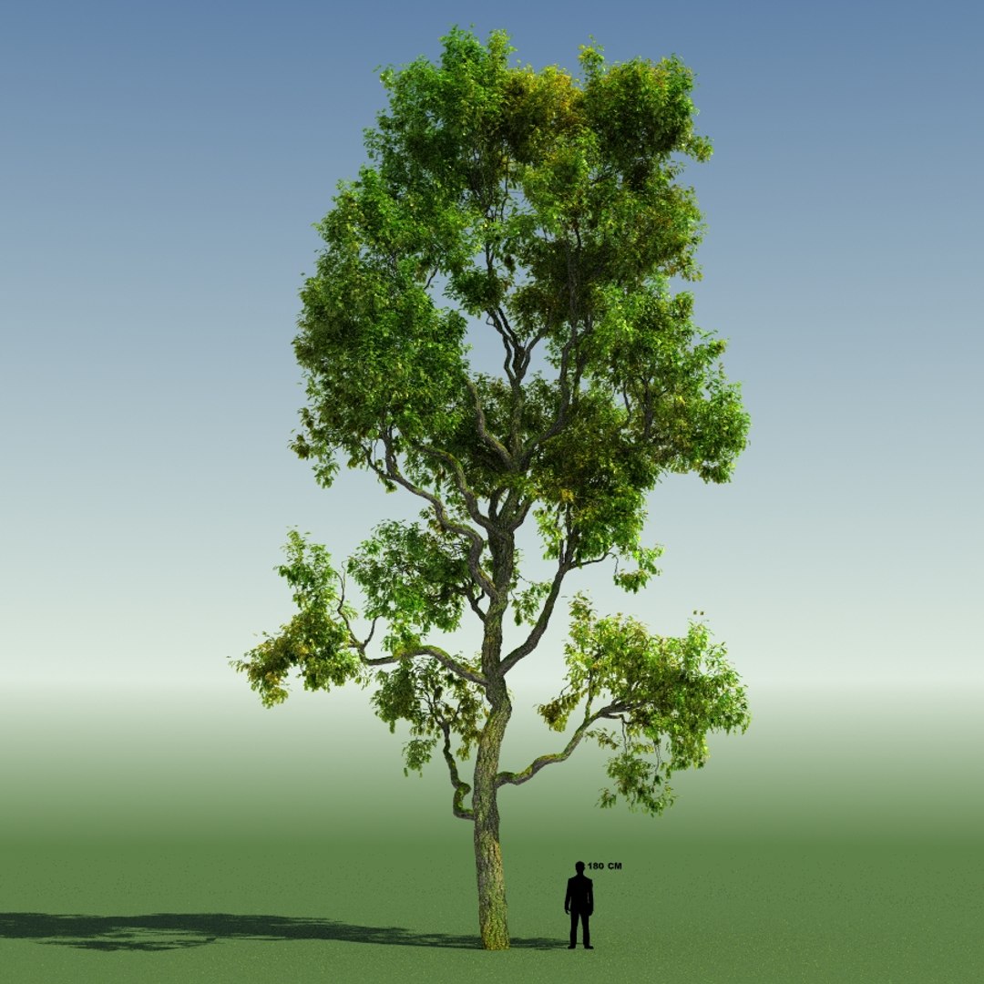 3d Tree Forest Rainforest