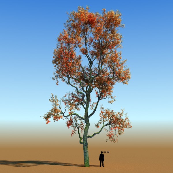 3D Rainforest Models | TurboSquid