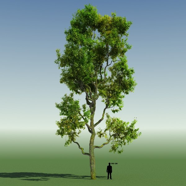 3d tree forest rainforest