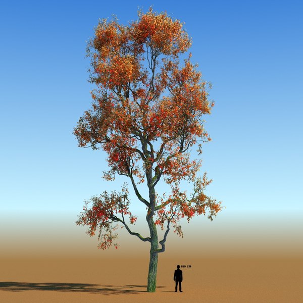 3d tree forest rainforest