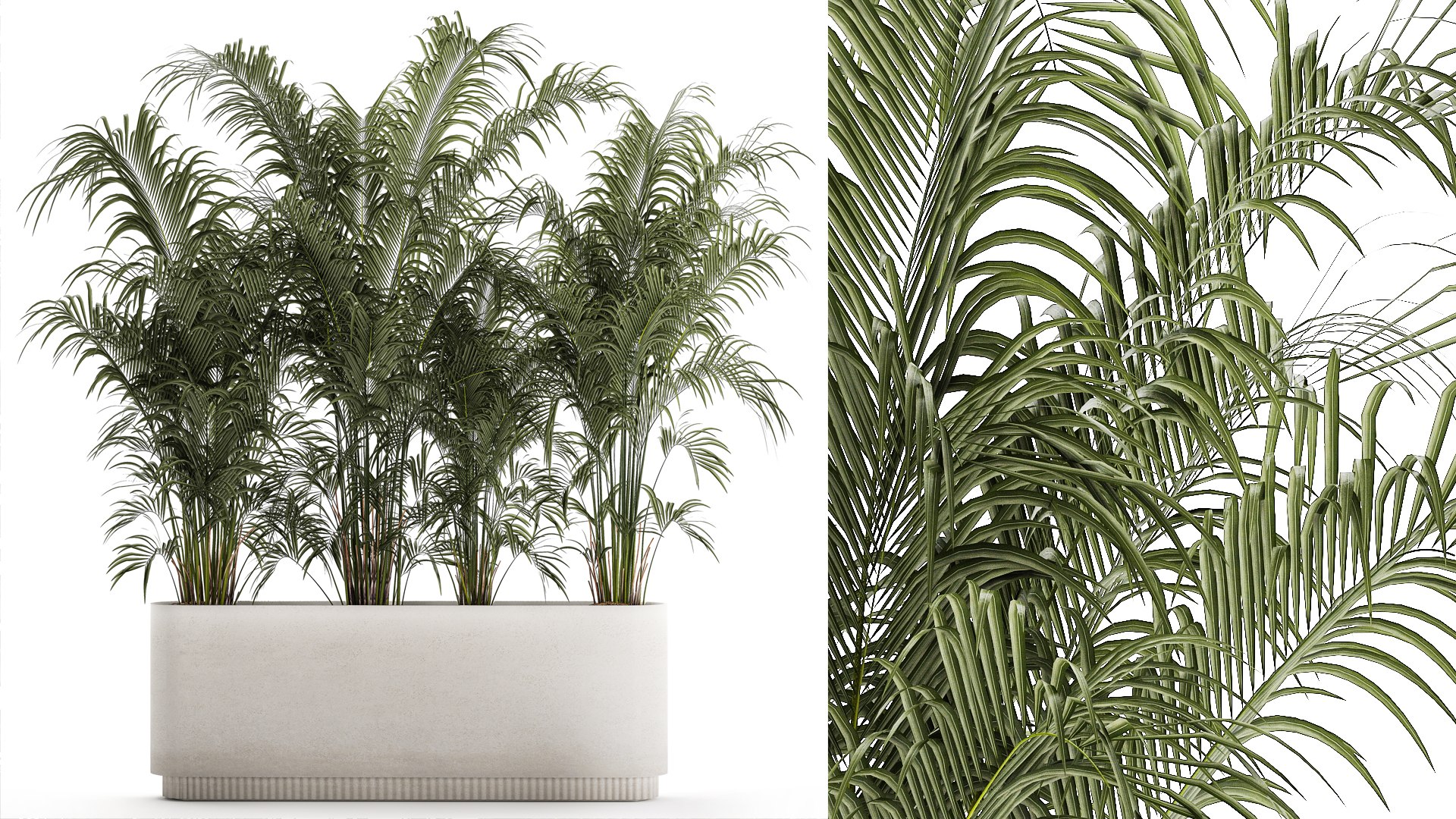 3D Beautiful Howea Palm Plants In A Flowerpot 1312 - TurboSquid 2075525
