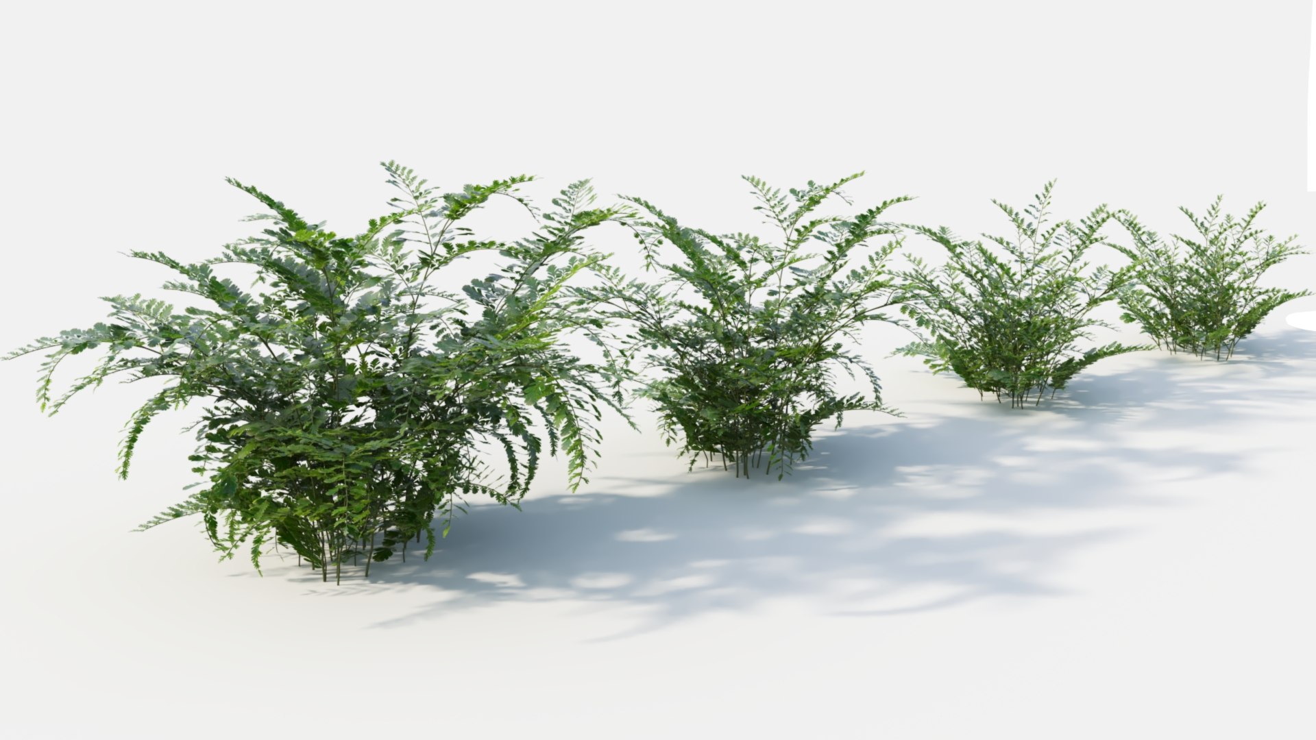 Davallia Mariesii A 3D Model - TurboSquid 2243664