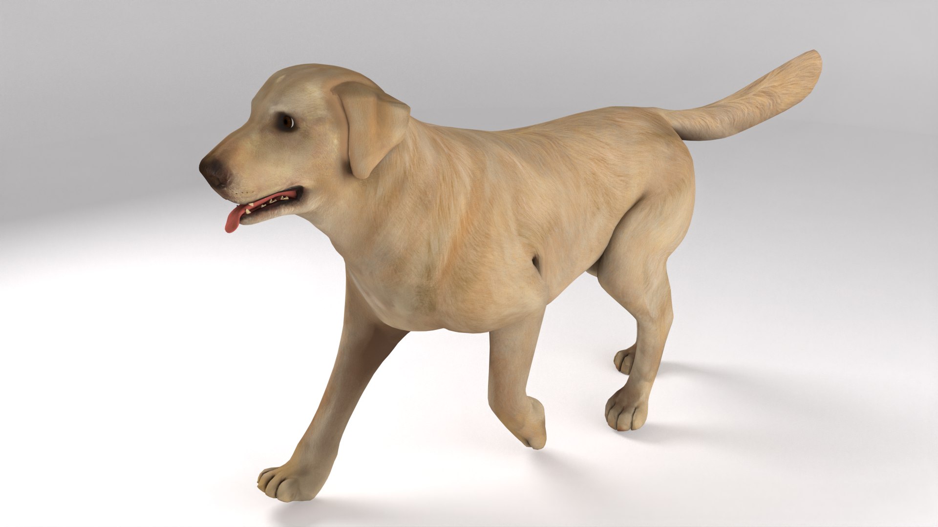Dog labrador 3D model - TurboSquid 1635732