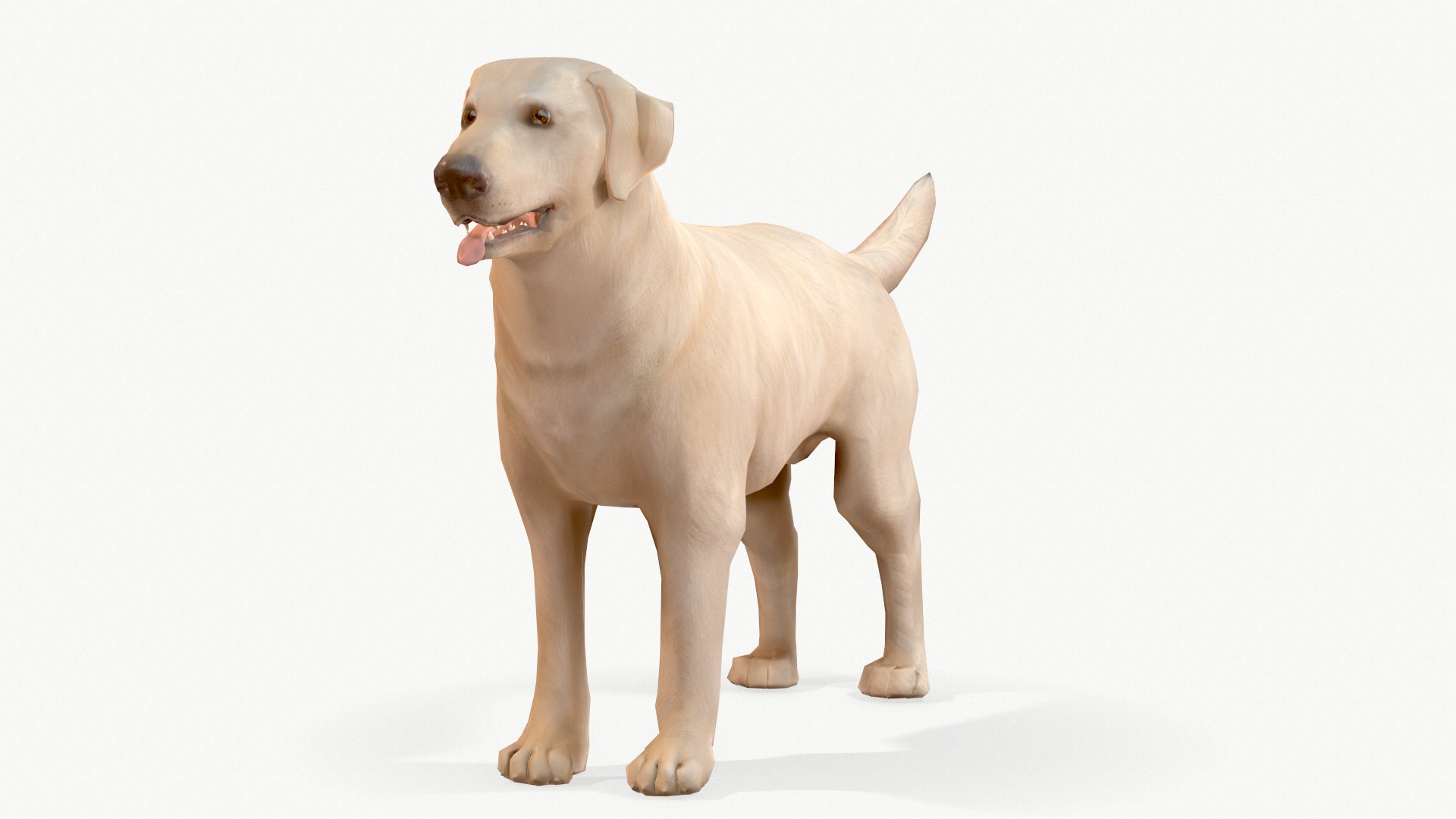 Dog labrador 3D model - TurboSquid 1635732