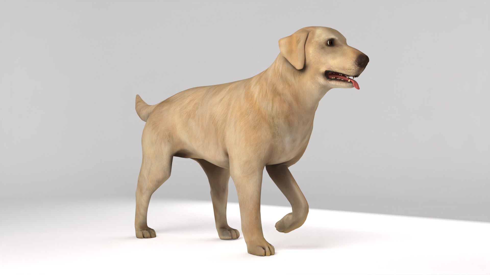 Dog labrador 3D model - TurboSquid 1635732