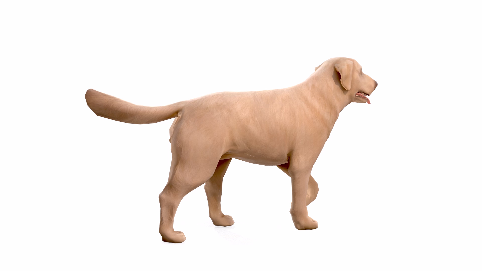 Dog Labrador 3D Model - TurboSquid 1635732