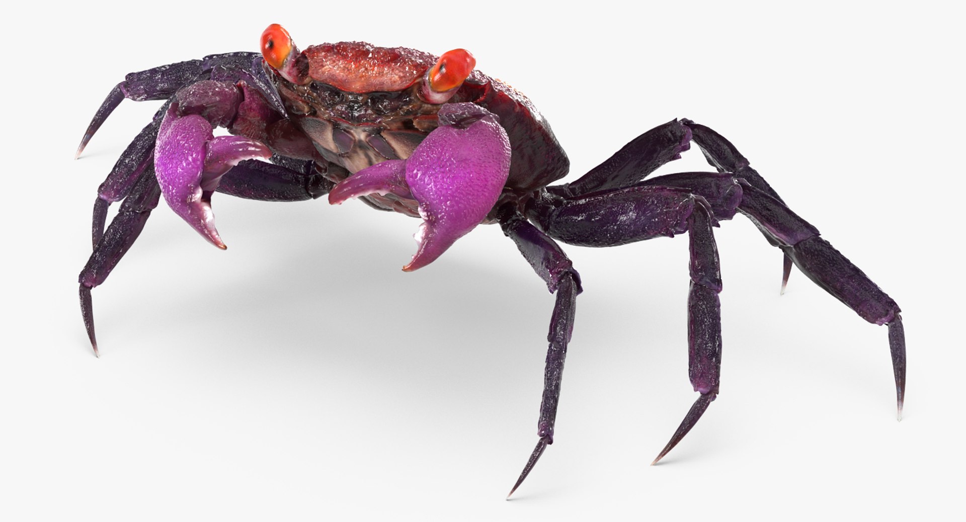 3d Vampire Crab Geosesarma Dennerle Model