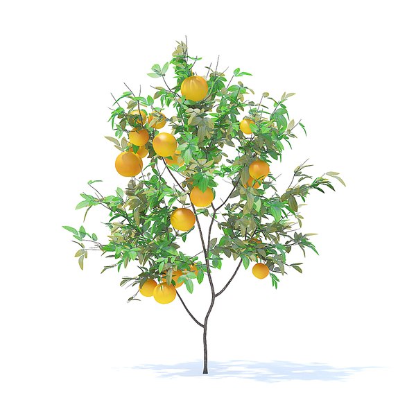 orange tree 20 3d model