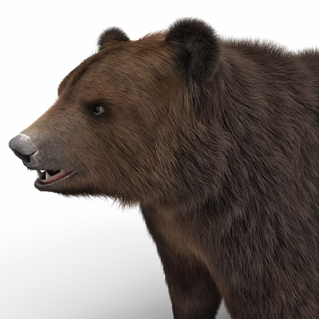 3d bear rigged