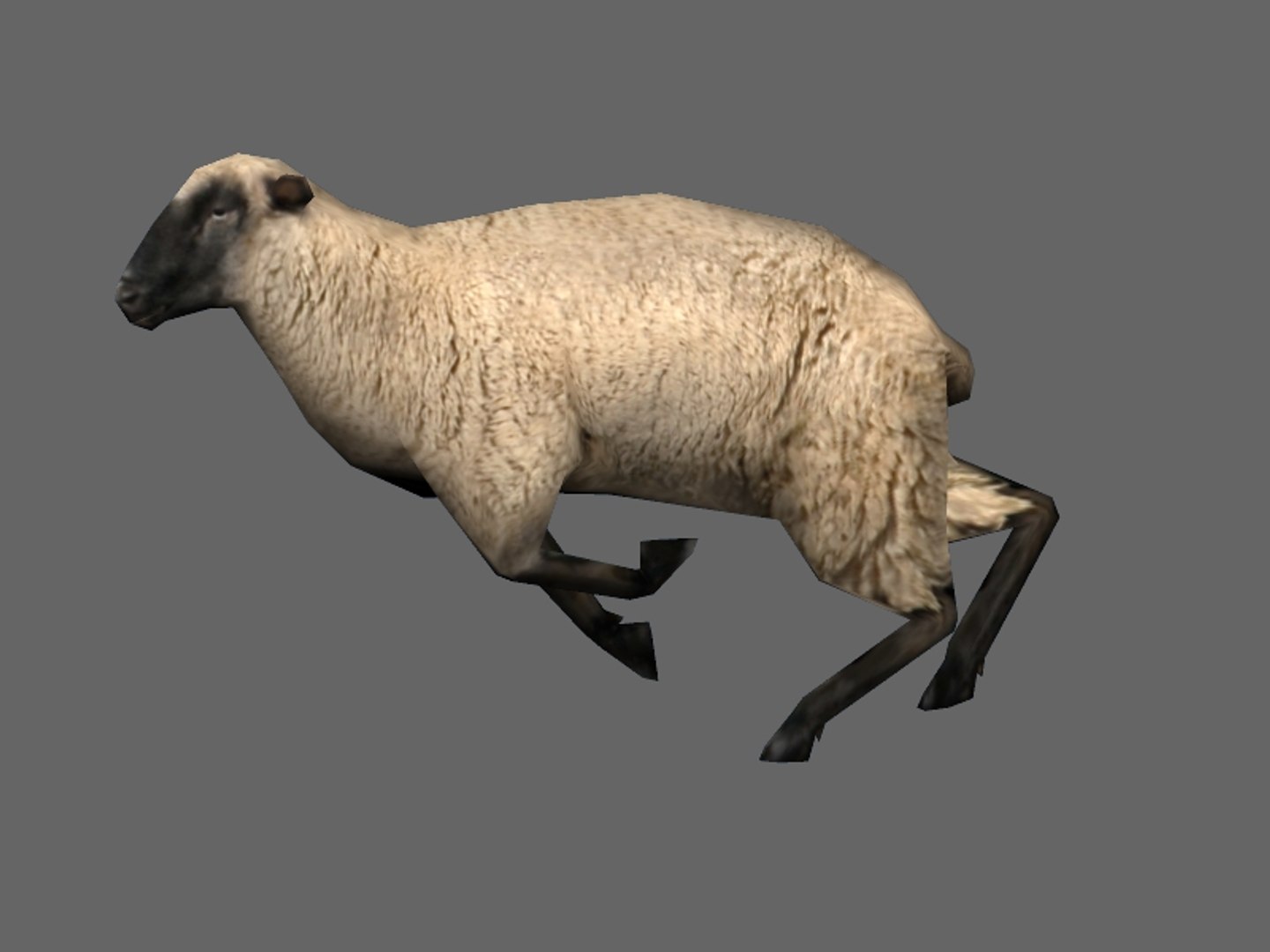 Ready Sheep Set Animations 3d Fbx