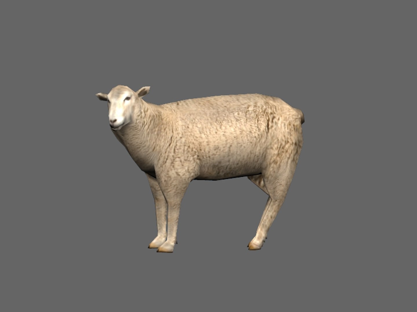 Ready Sheep Set Animations 3d Fbx