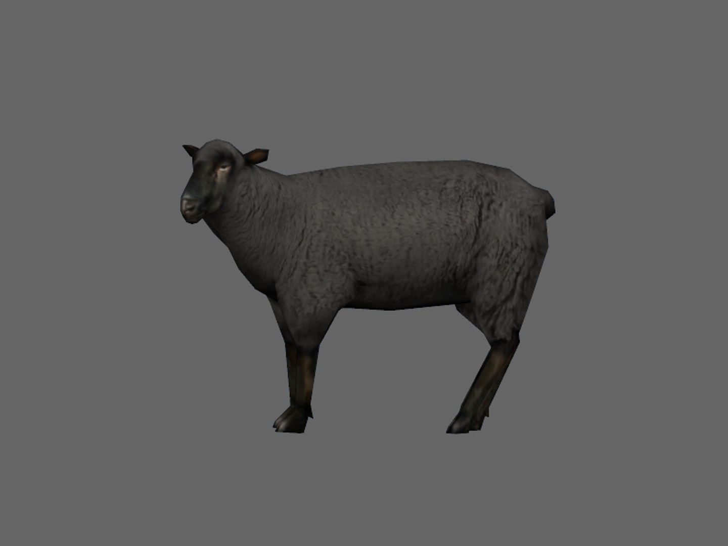 Ready Sheep Set Animations 3d Fbx