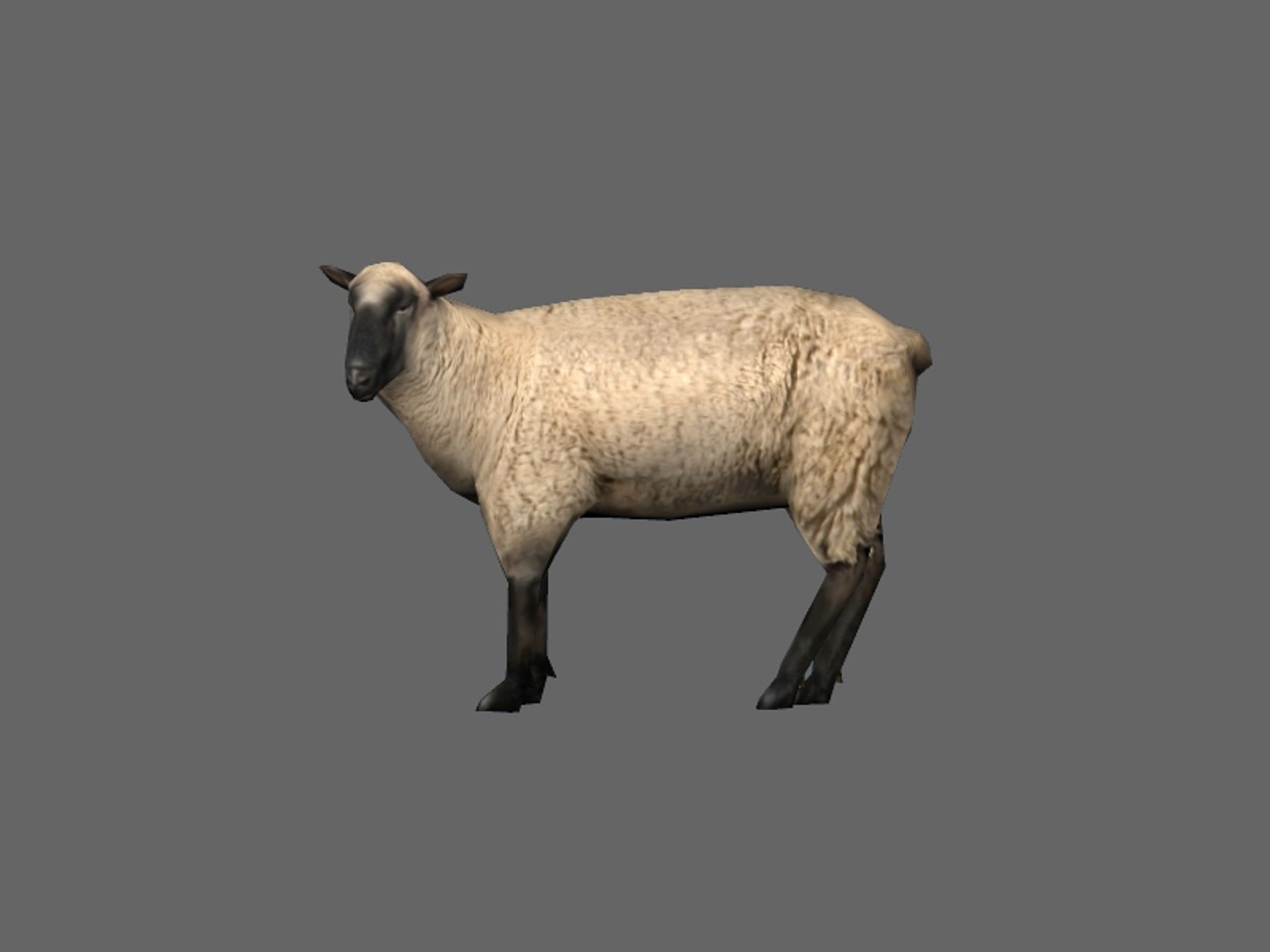 Ready Sheep Set Animations 3d Fbx