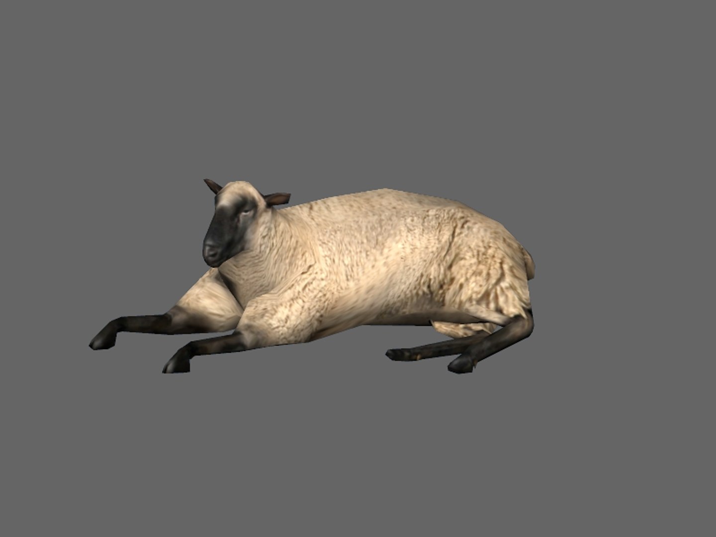 Ready Sheep Set Animations 3d Fbx