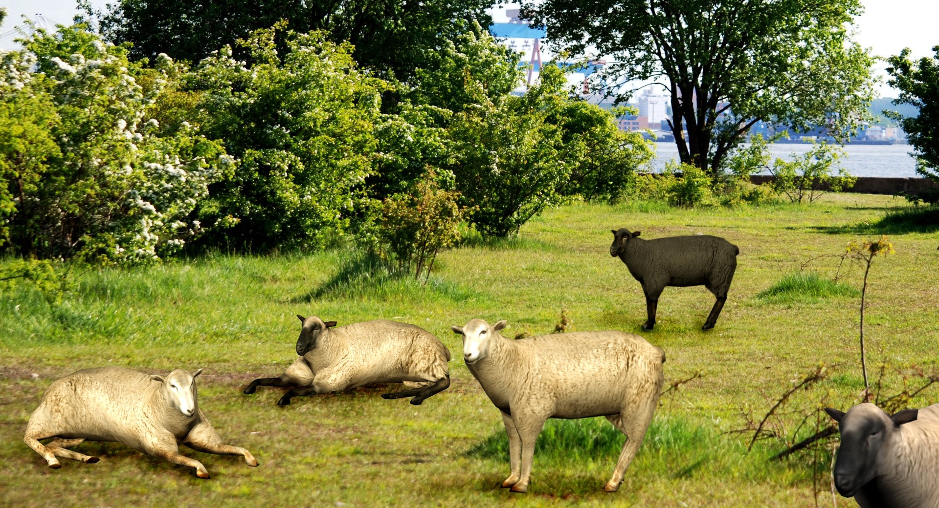 Ready Sheep Set Animations 3d Fbx