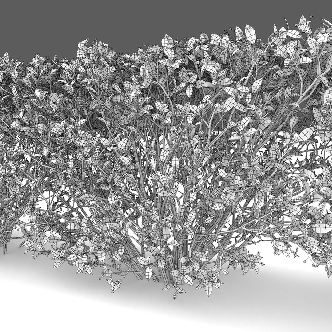3D Hedge Cotoneaster Lucidus Model - TurboSquid 1689815