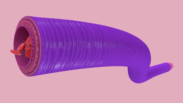 Vein 3D model - TurboSquid 1910892