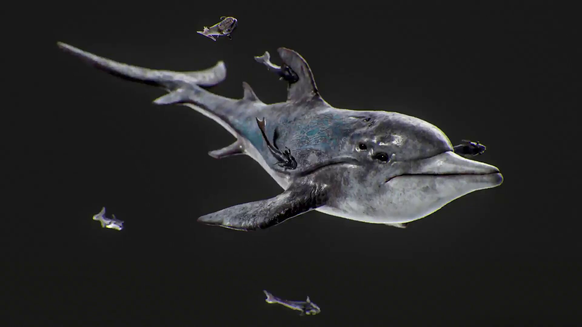 Dolphin And Remora - Realistic 3D Model - Animated Marine Monster - 62 ...