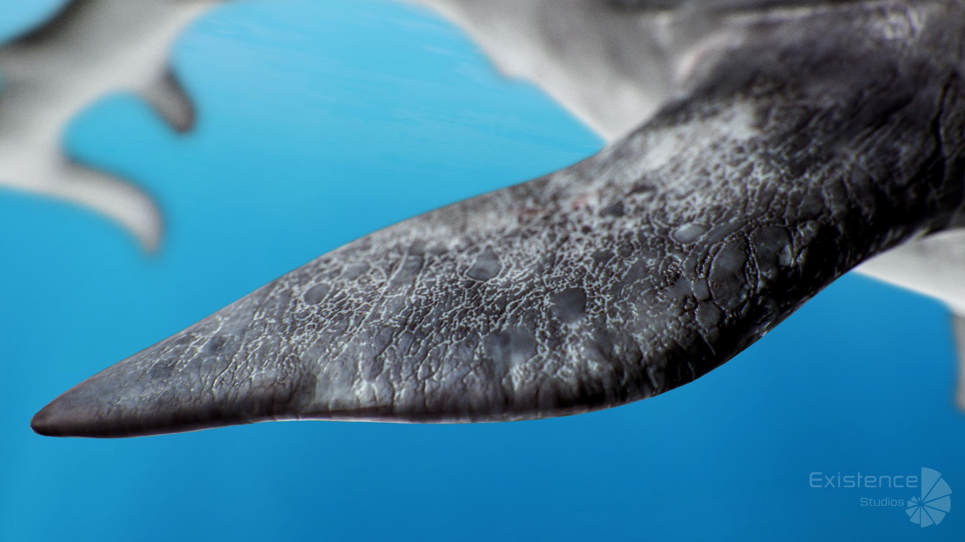 Dolphin And Remora - Realistic 3D Model - Animated Marine Monster - 62 ...