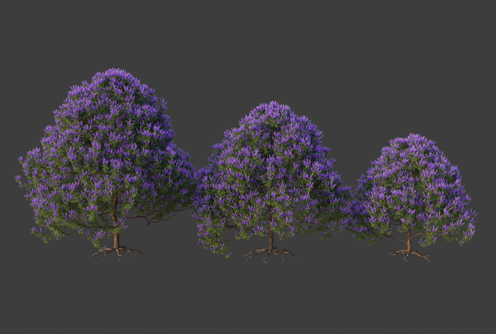 XfrogPlants Chaste Tree - Vitex Agnes - Castus 3D Model - TurboSquid ...