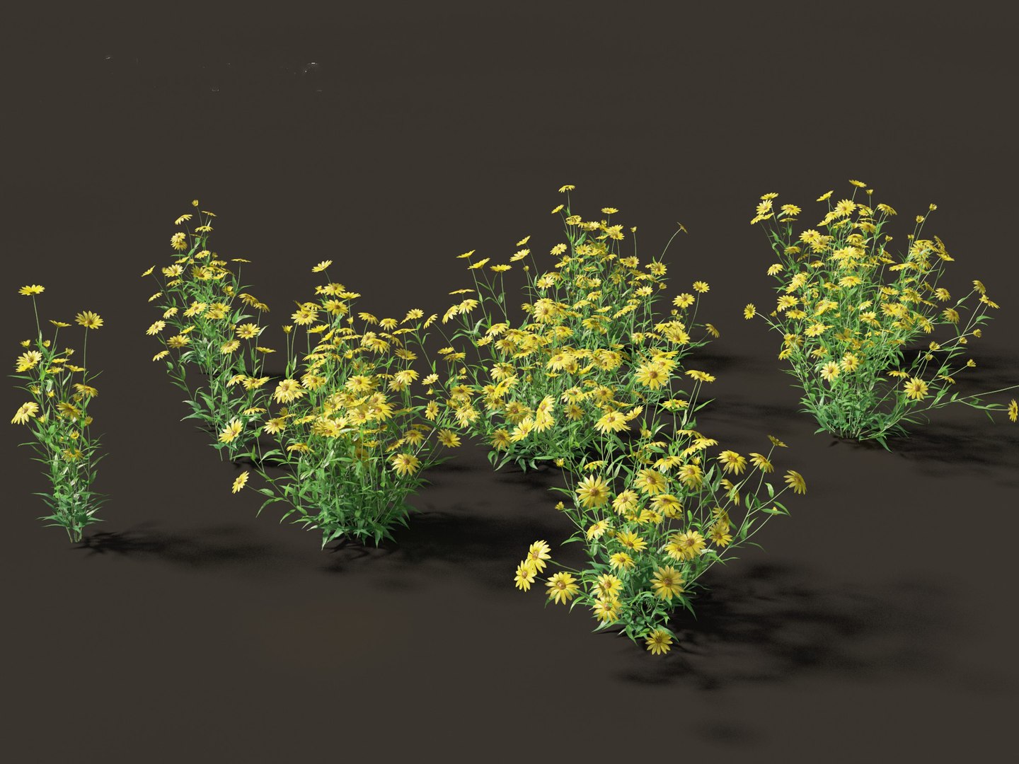 3D Helianthus Microcephalus - Small-headed Sunflower - TurboSquid 2127636