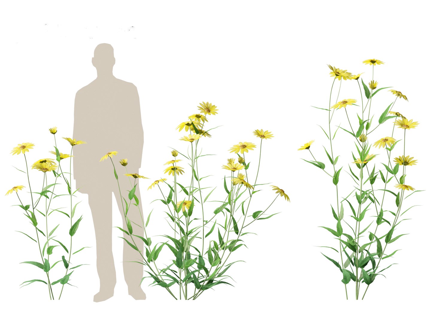 3D Helianthus Microcephalus - Small-headed Sunflower - TurboSquid 2127636