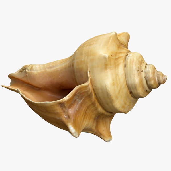 3D Sea Snail model - TurboSquid 1793210