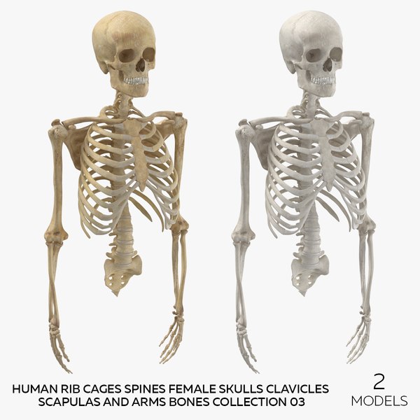 Female Skeleton 3D Models for Download | TurboSquid
