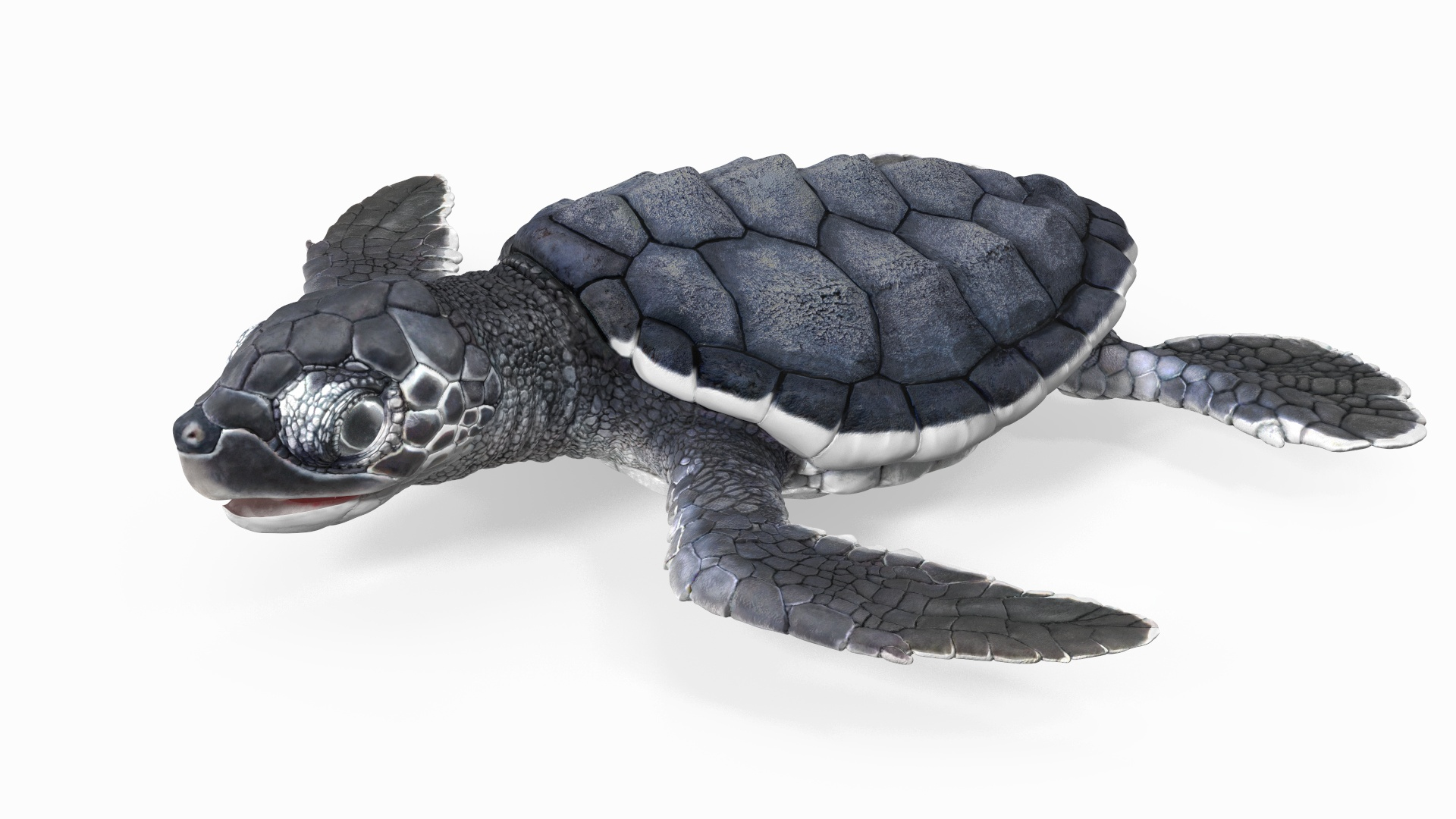 Baby Sea Turtle Black 3D Model - TurboSquid 2201995