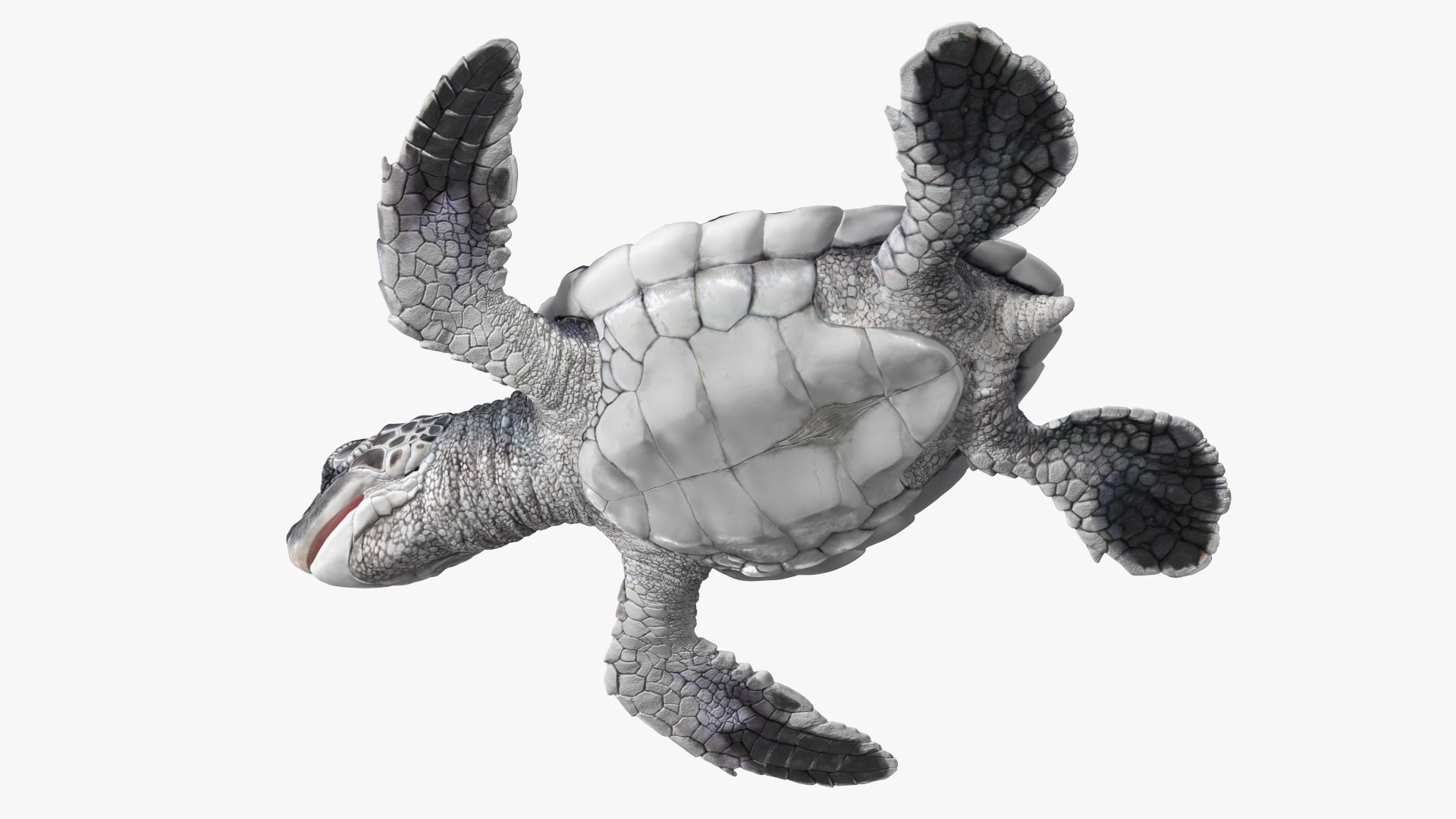 Baby Sea Turtle Black 3D Model - TurboSquid 2201995