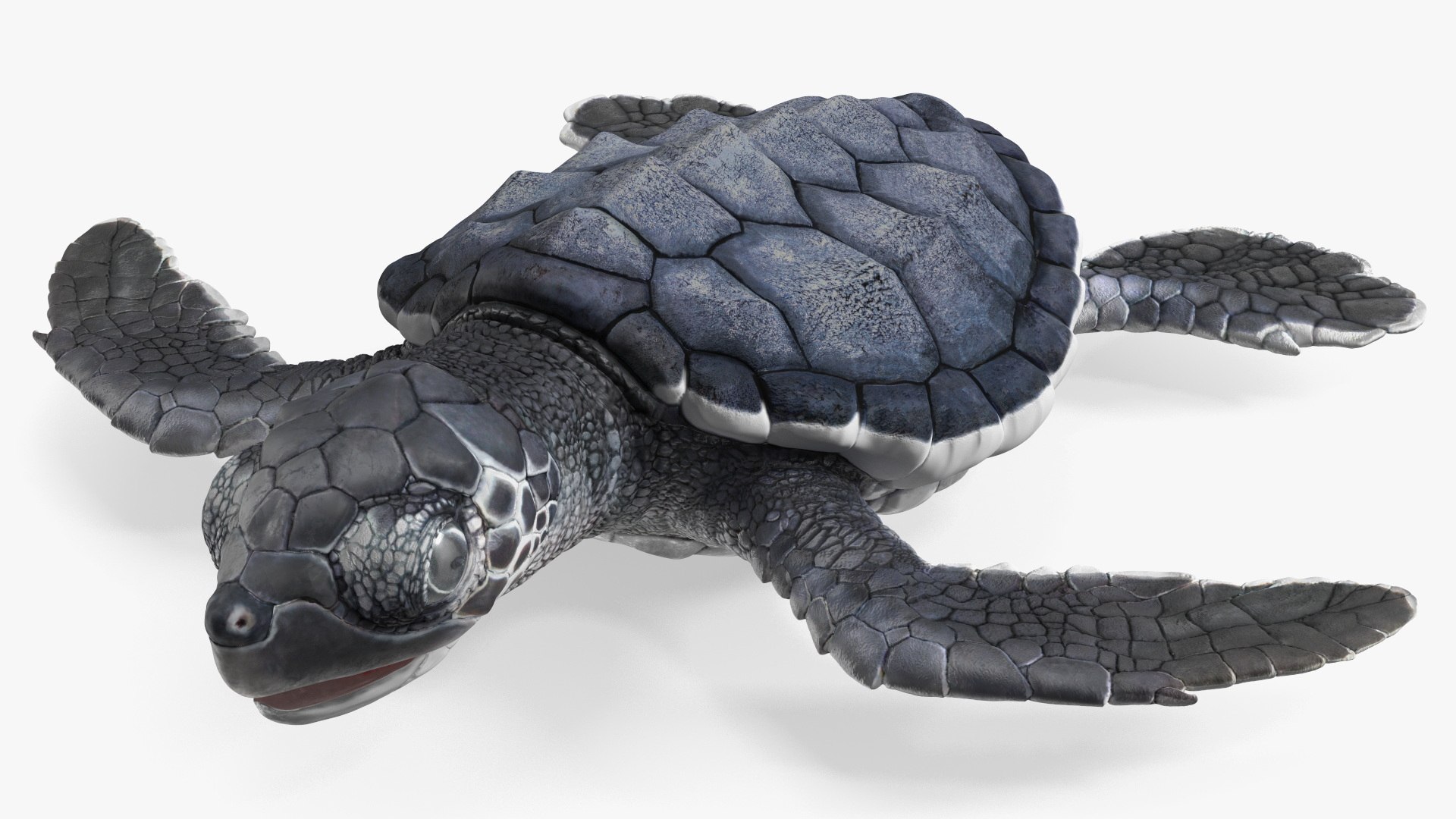 Baby Sea Turtle Black 3D Model - TurboSquid 2201995