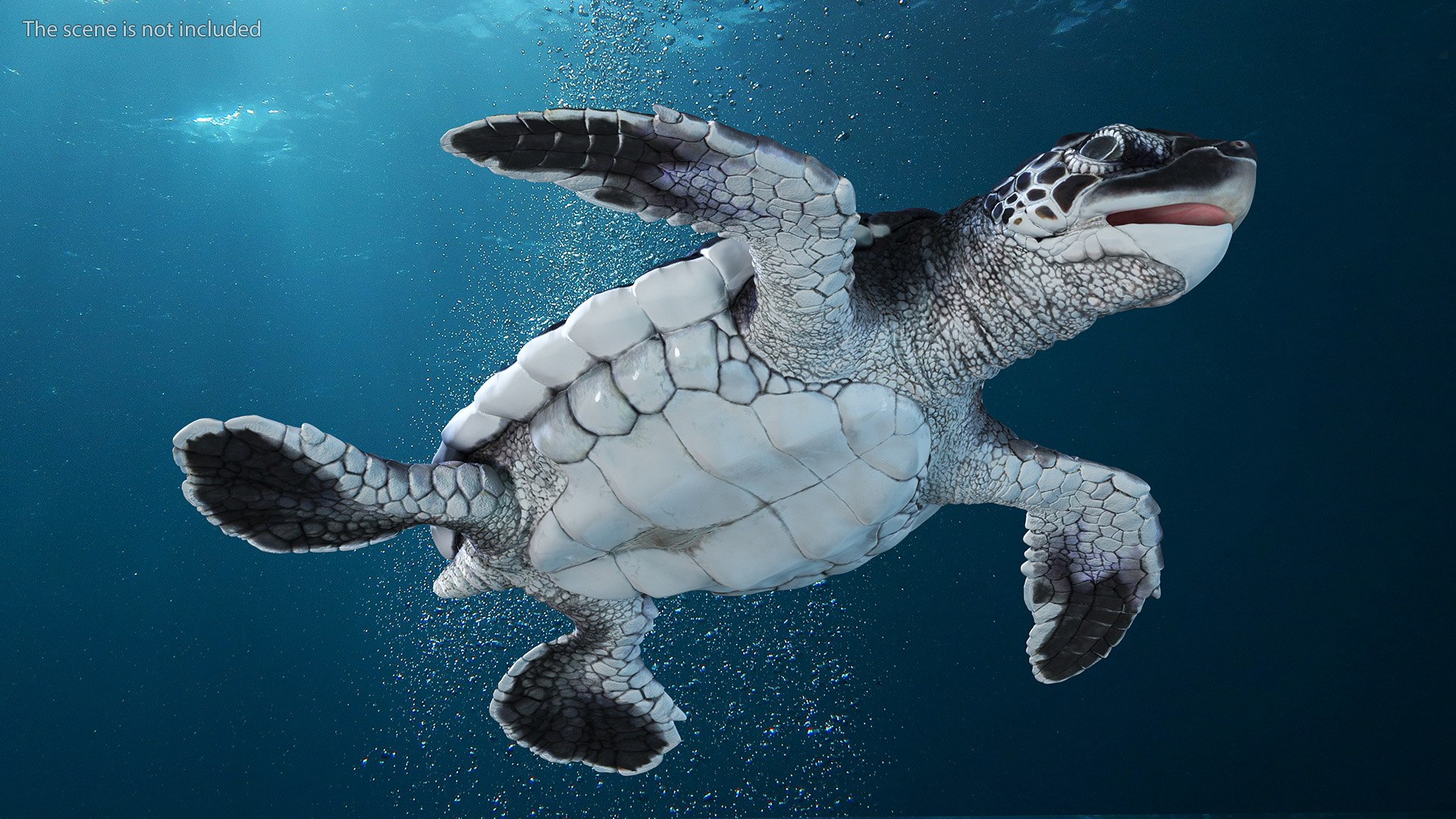 Baby Sea Turtle Black 3D Model - TurboSquid 2201995