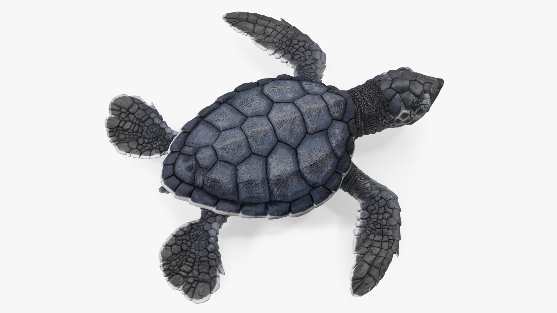 Baby Sea Turtle Black 3D Model - TurboSquid 2201995