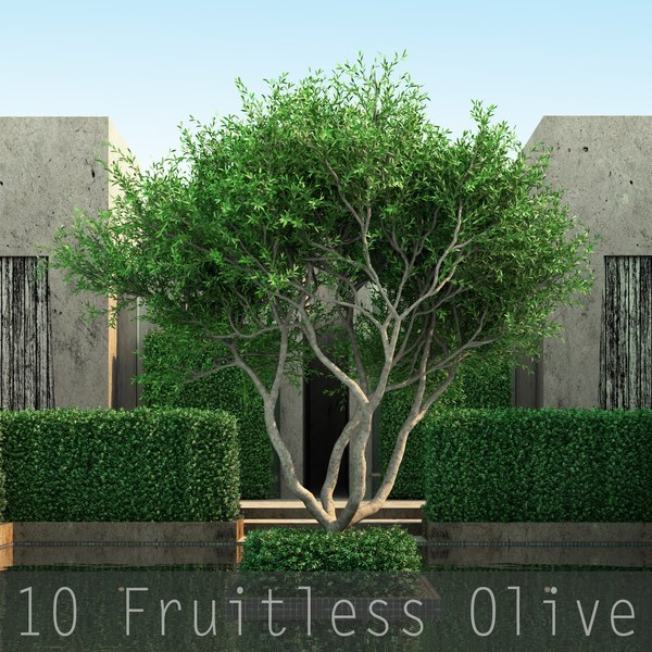 Free 3D Olive-Tree Models | TurboSquid
