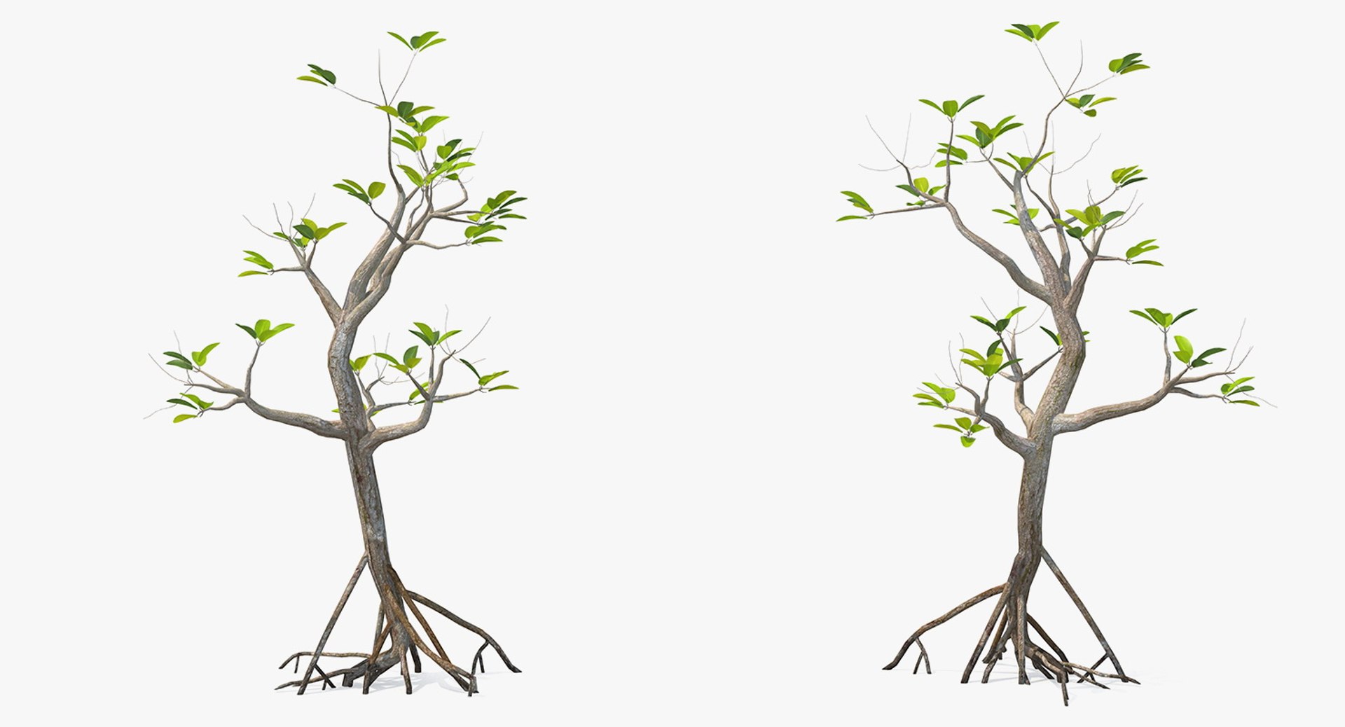Mangrove small tree 3D - TurboSquid 1400775